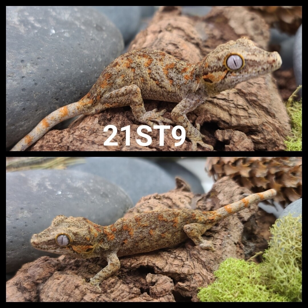 21ST9 Orange Blotch Reticulated Gargoyle Gecko by Smug Bug - MorphMarket