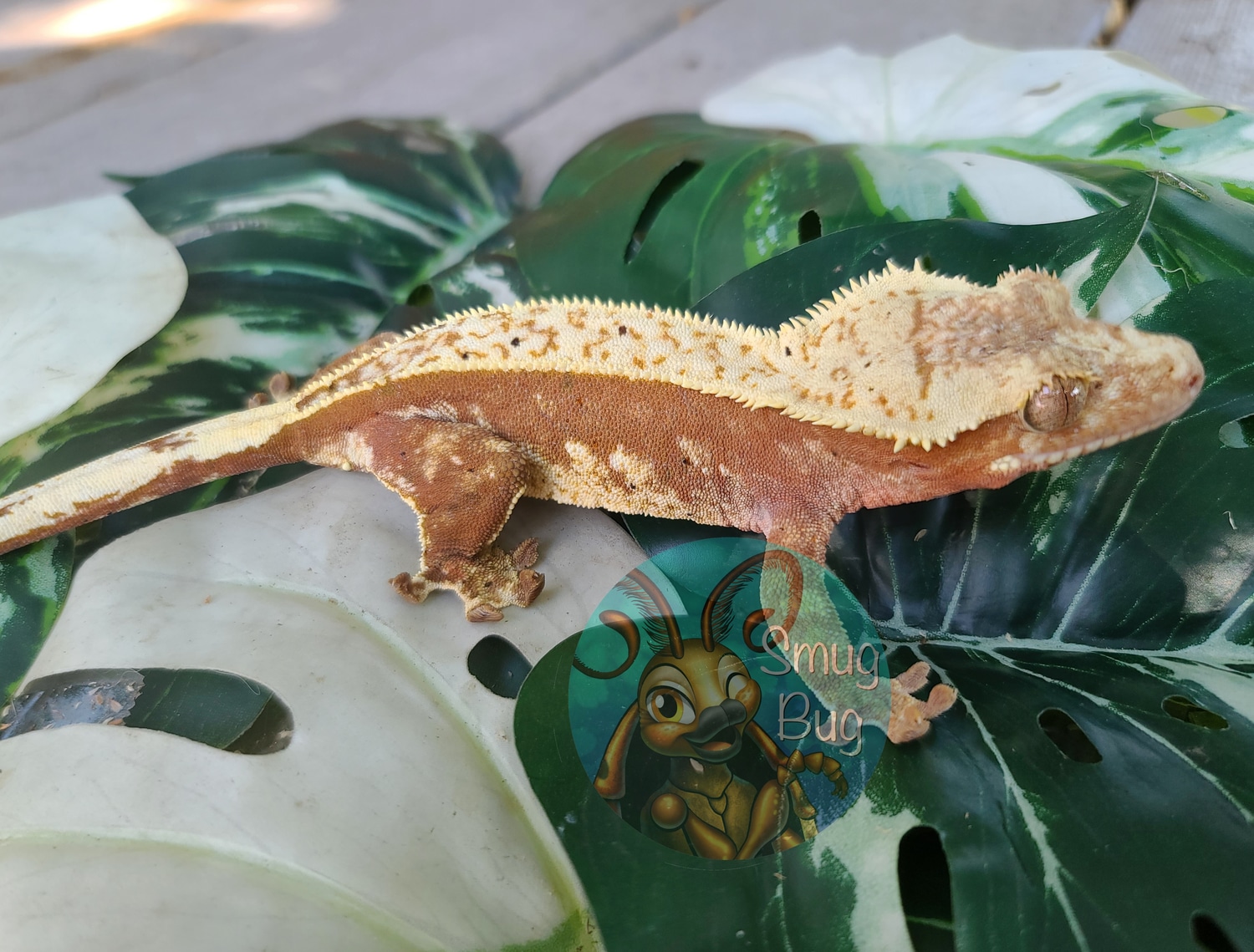Horchata Crested Gecko by Smug Bug LLC - MorphMarket