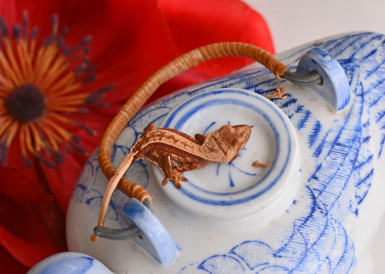 The Alien Factor Crested Gecko by Smug Bug LLC