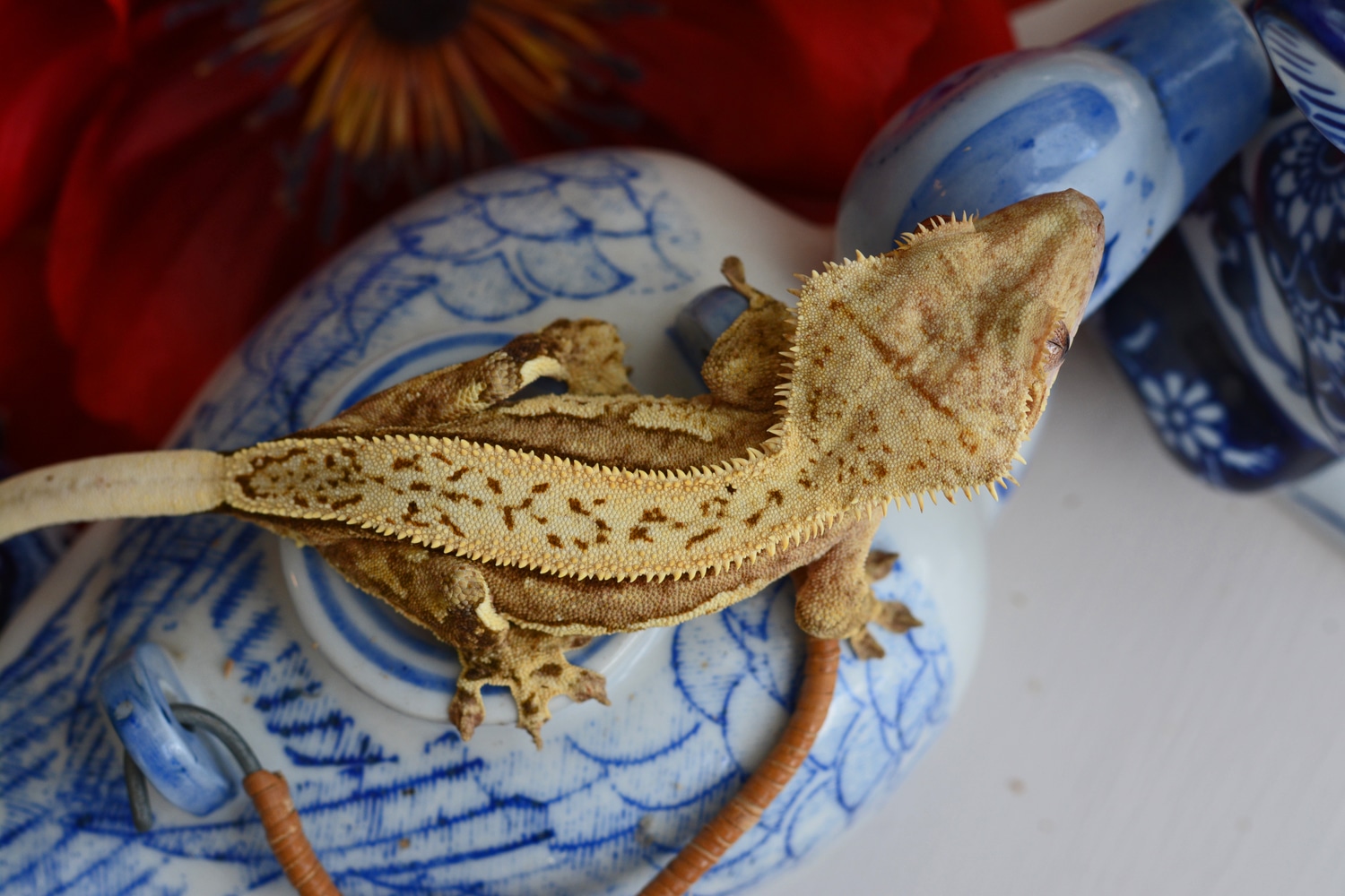 Fairy *FREE SHIPPING* Crested Gecko by Smug Bug LLC - MorphMarket