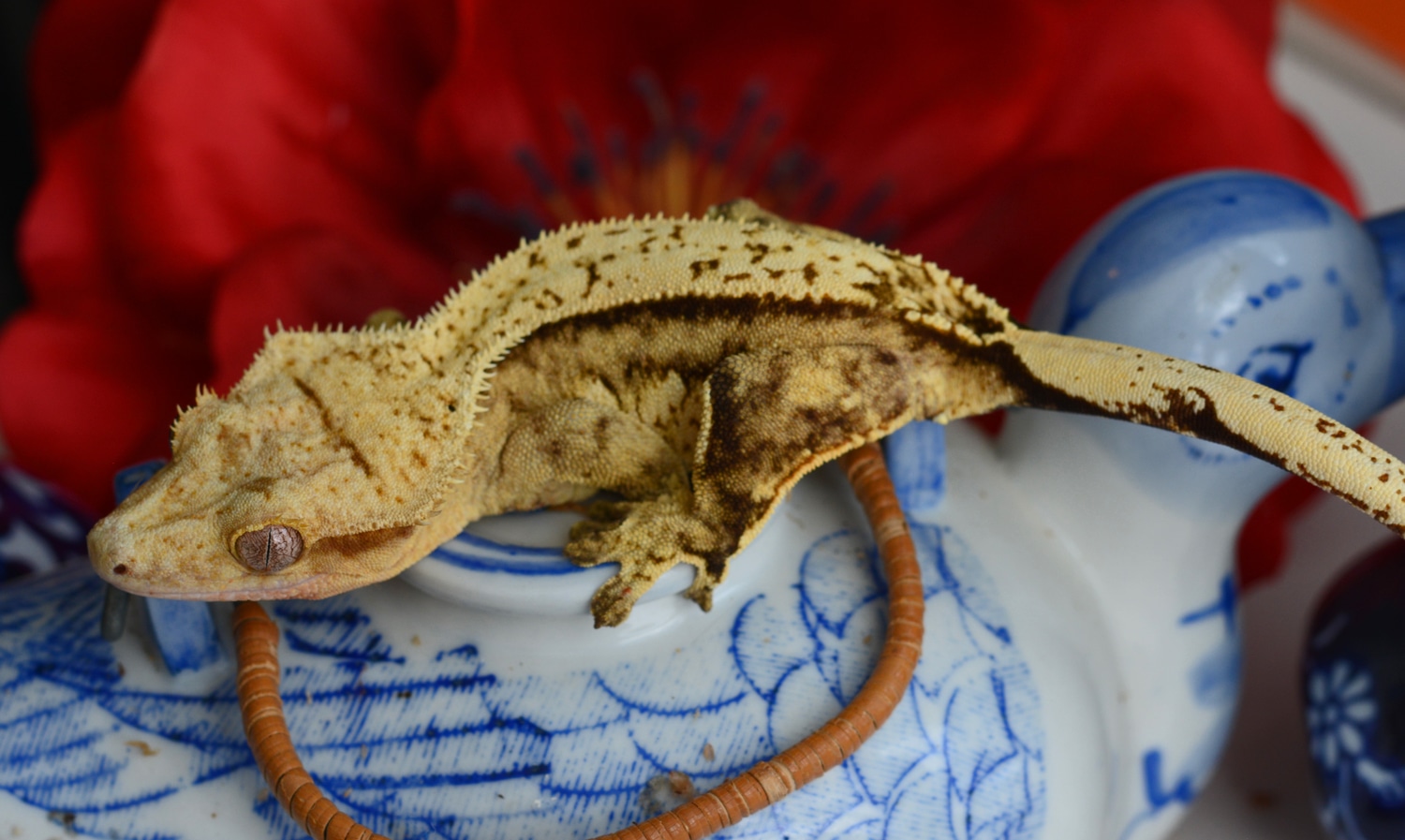 Bavarian Cream *FREE SHIPPING* Crested Gecko by Smug Bug LLC - MorphMarket
