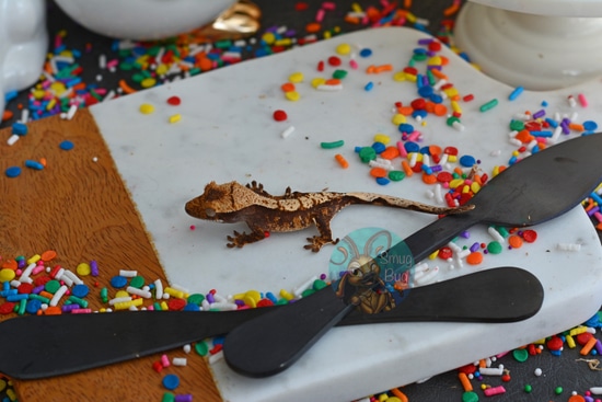 The Green Slime Crested Gecko by Smug Bug LLC