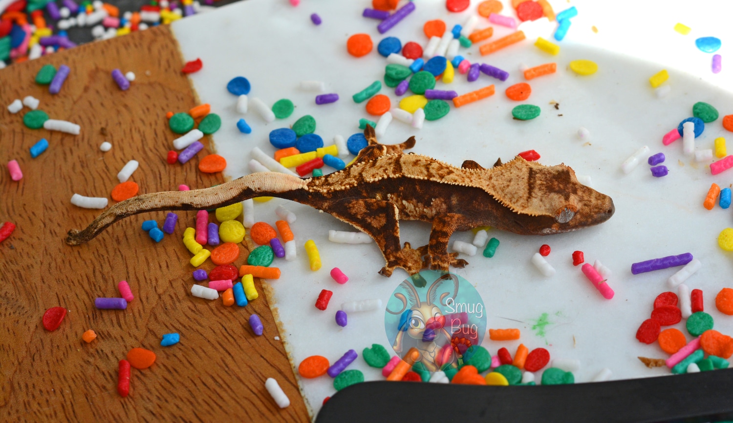 The Angry Red Planet Crested Gecko by Smug Bug LLC - MorphMarket