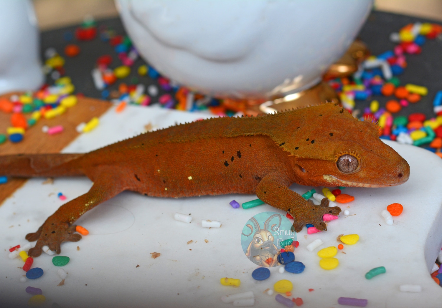 Tatiana Crested Gecko by Smug Bug LLC - MorphMarket
