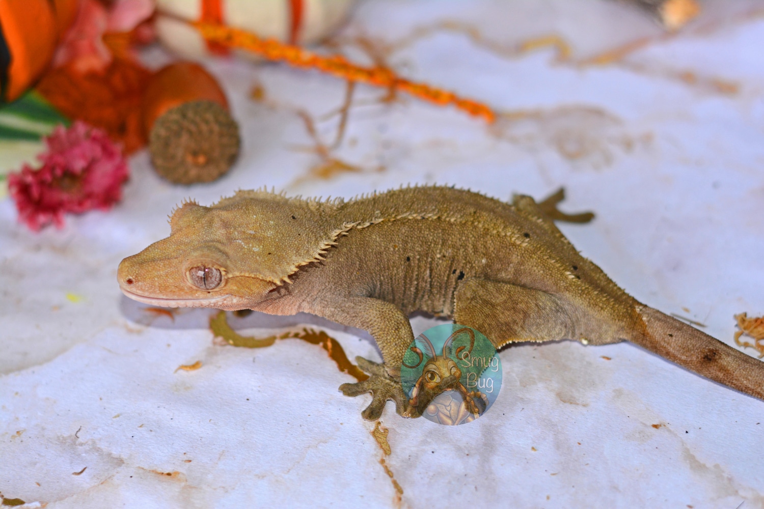 Astrid Proven Female Dark Buckskin Crested Gecko by Smug Bug LLC - MorphMarket