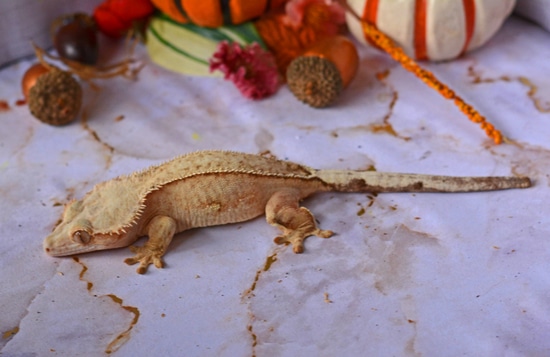 Banana Bread Proven Female Yellow Patternless Softscale Crested Gecko ...