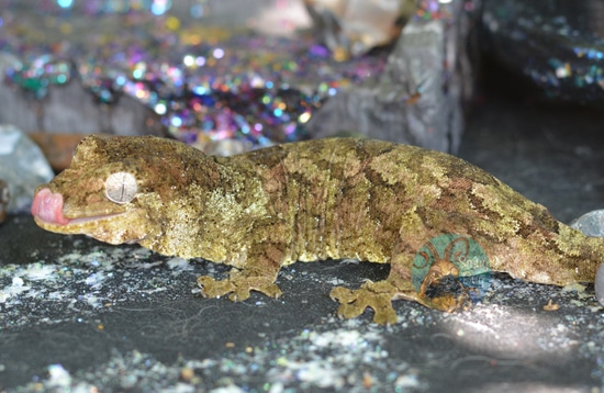 Elsa, Proven Female Pink Pine Island Chahoua Gecko by Smug Bug LLC