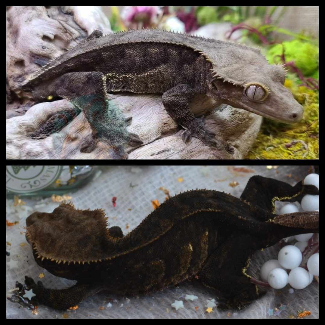 Proven Pair! Super DARK line softscale phantom crested geckos Chocolate ...