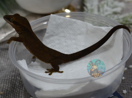 I Accidentally Summoned A Demon, Dark Line Juvenile Female Sarasinorum ...