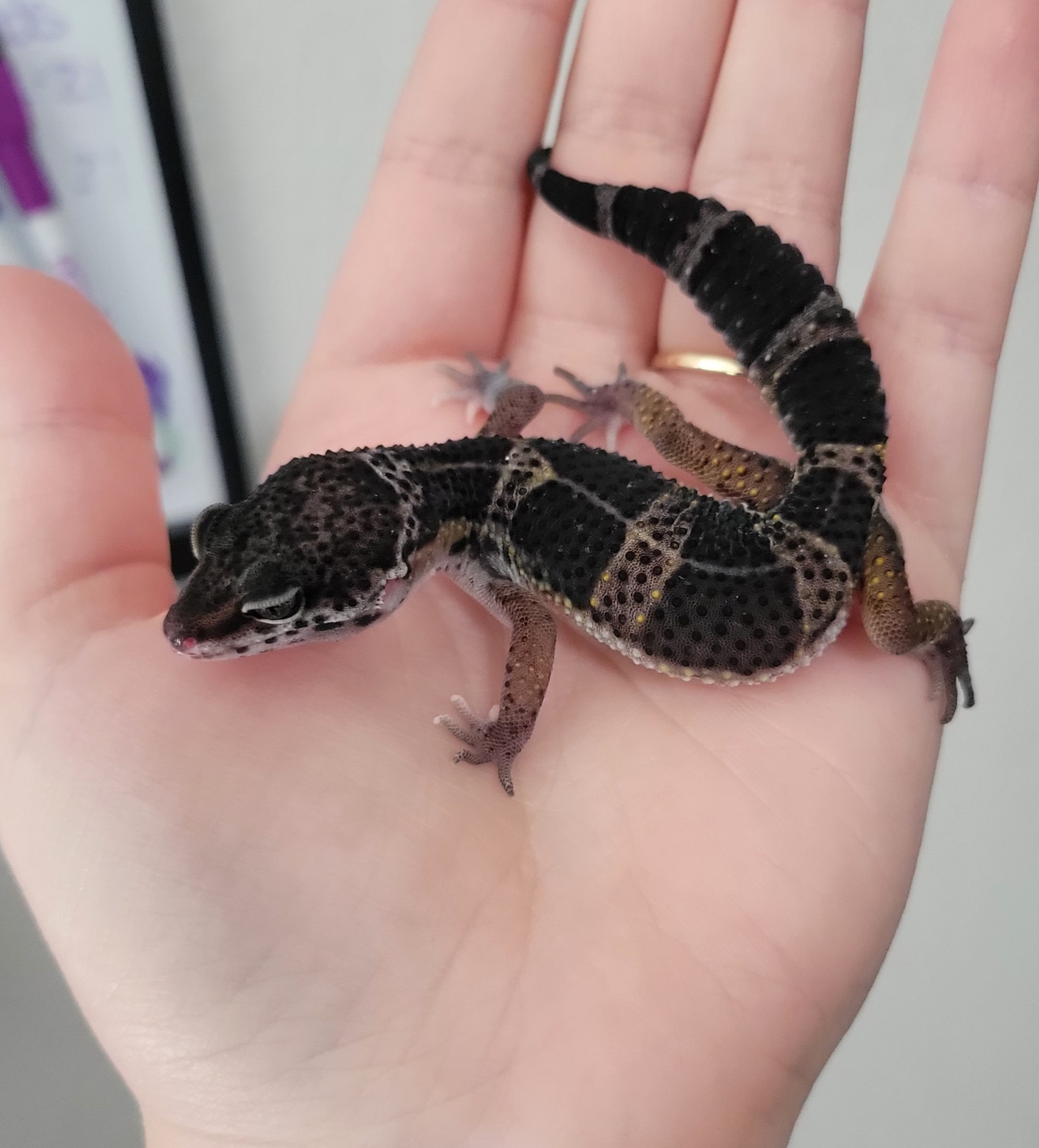 75% Black Night Leopard Gecko by Interstellar Geckos - MorphMarket