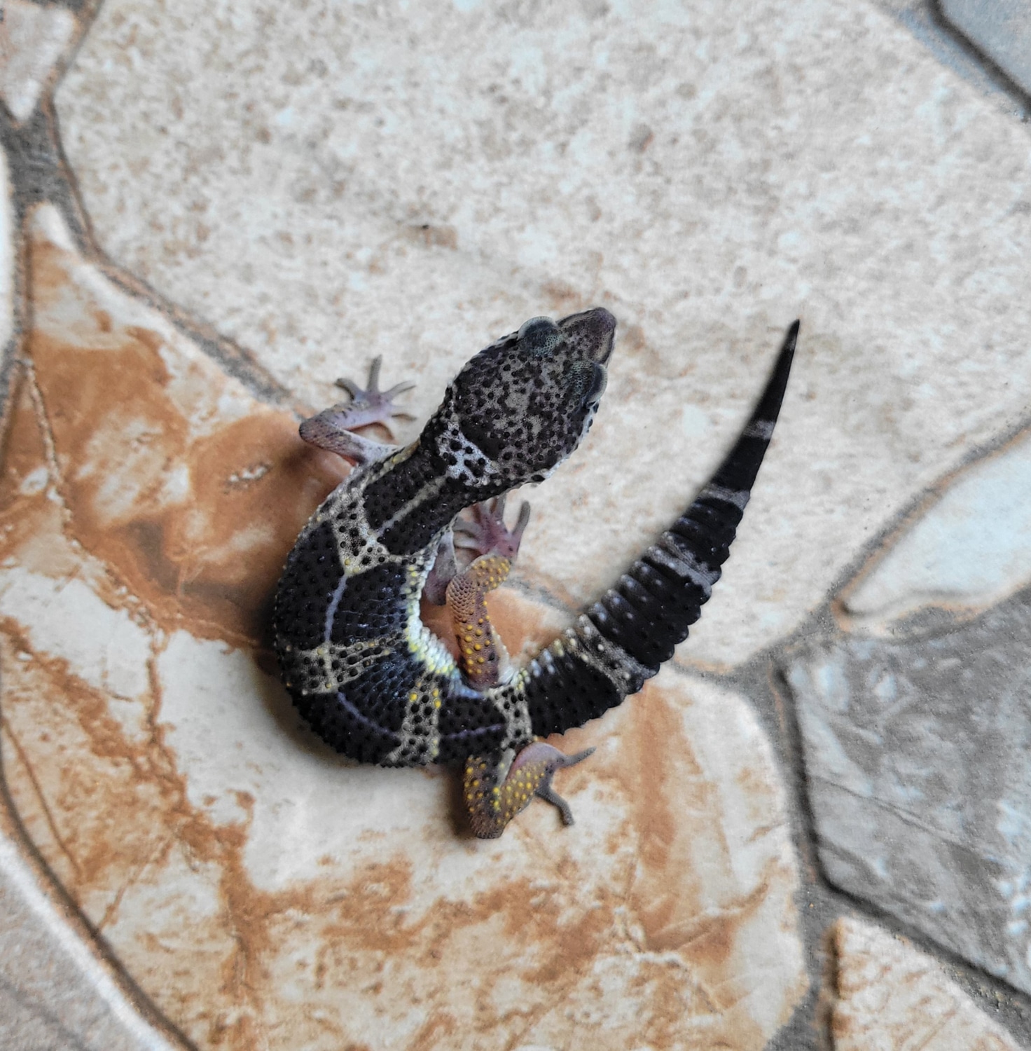 75% Black Night Leopard Gecko by Interstellar Geckos - MorphMarket