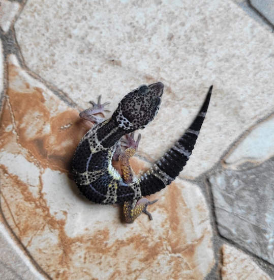 75% Black Night Leopard Gecko by Interstellar Geckos