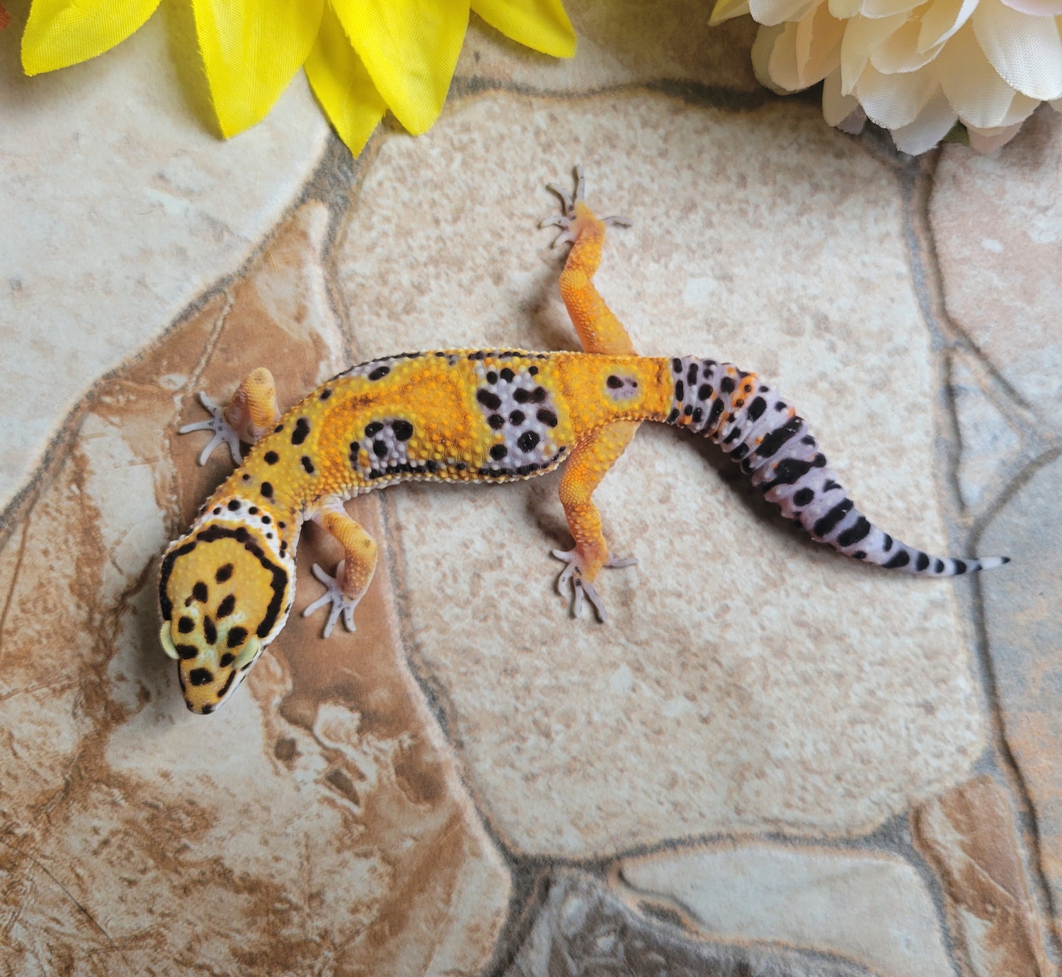 Clown Tangerine Cross Leopard Gecko by Interstellar Geckos - MorphMarket