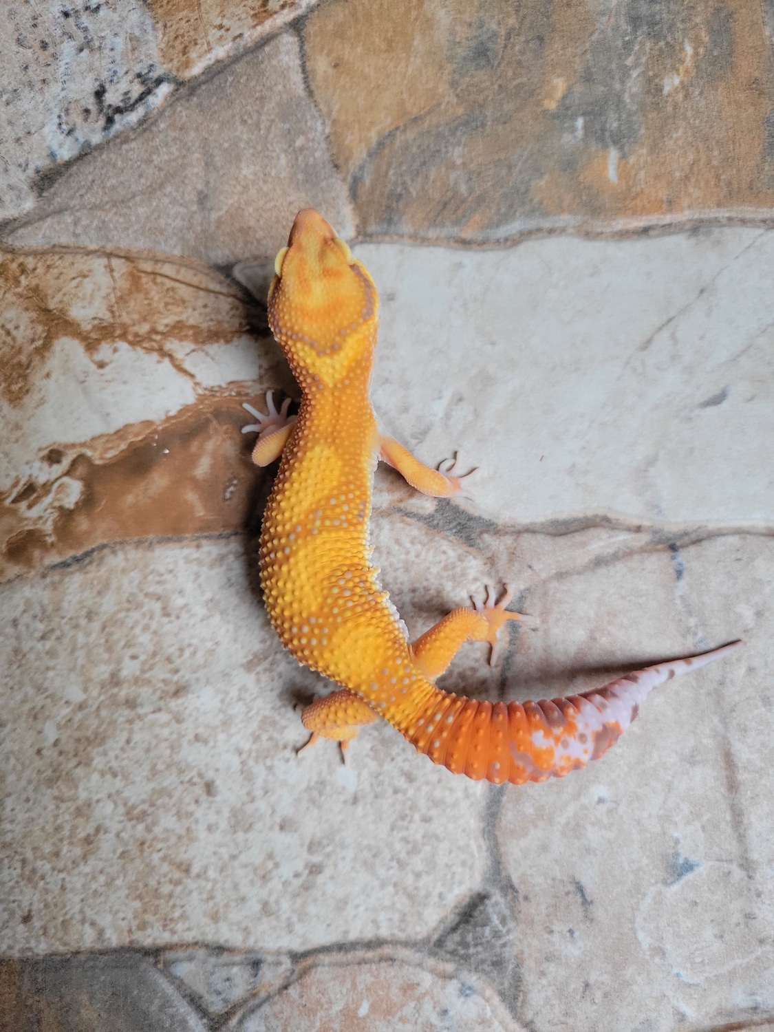 Firewater Cross Leopard Gecko by Interstellar Geckos - MorphMarket
