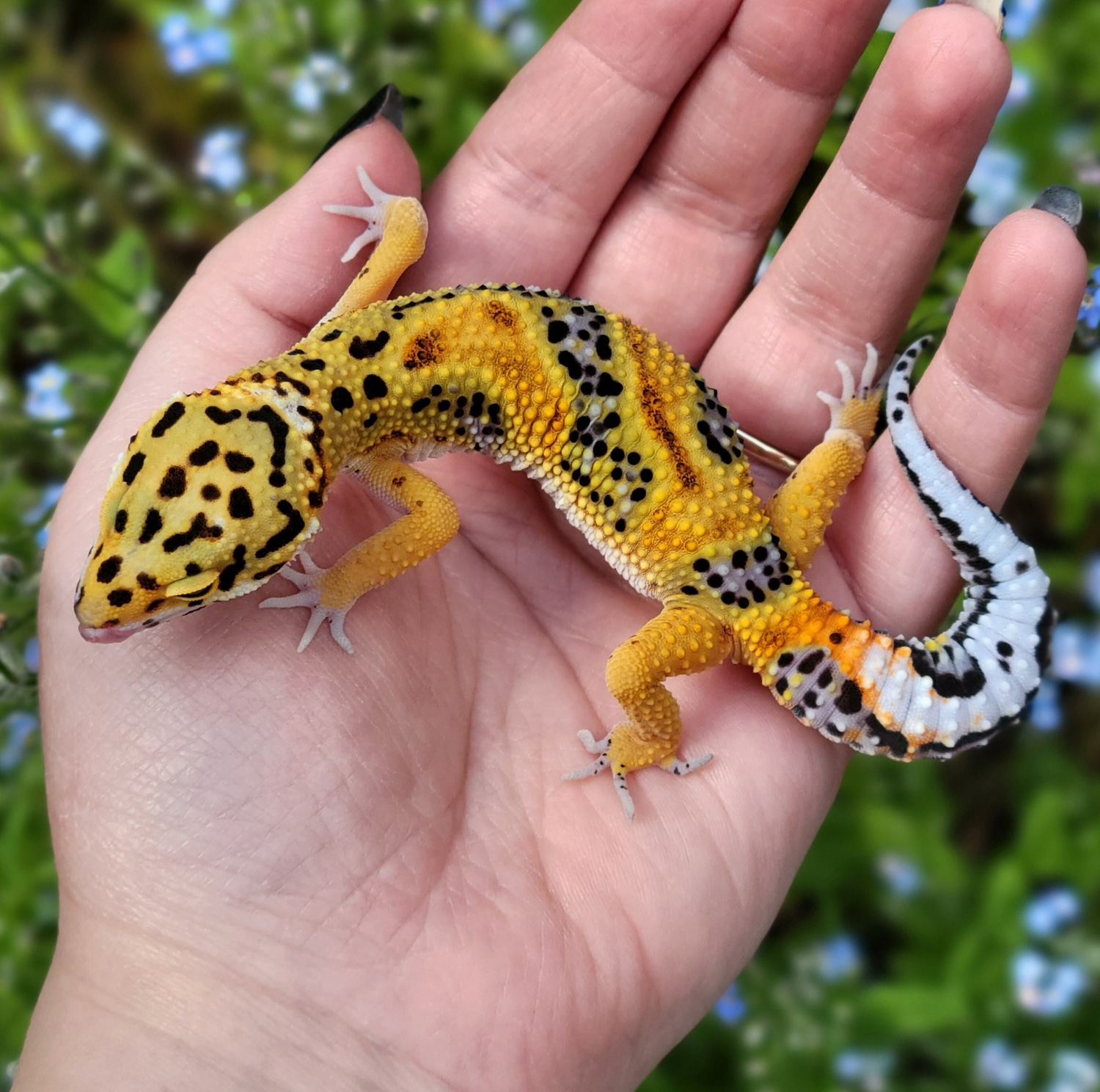 Tangerine Het Rainwater Leopard Gecko by Interstellar Geckos - MorphMarket