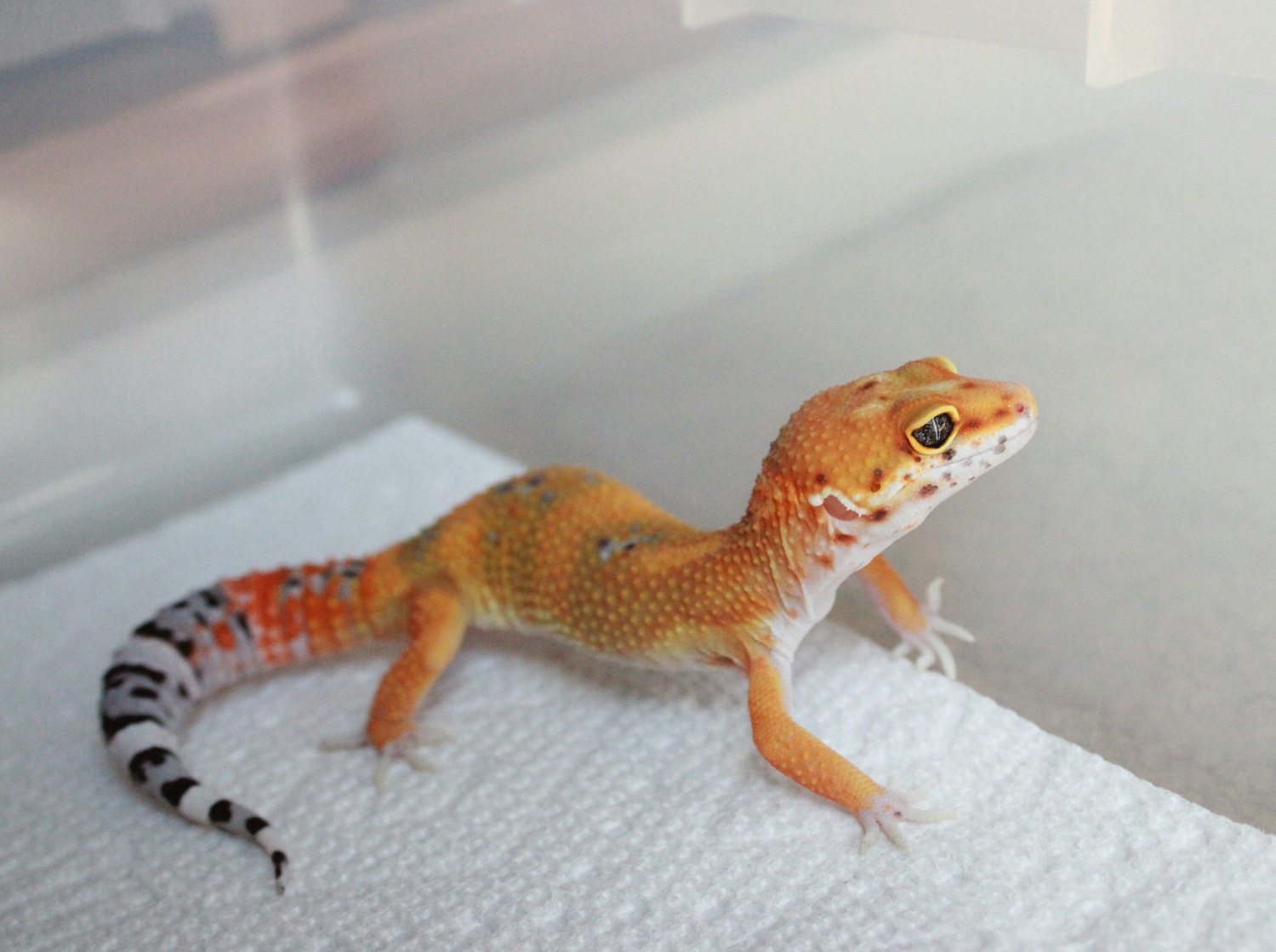 Blood Emerine Cross Leopard Gecko by Interstellar Geckos - MorphMarket