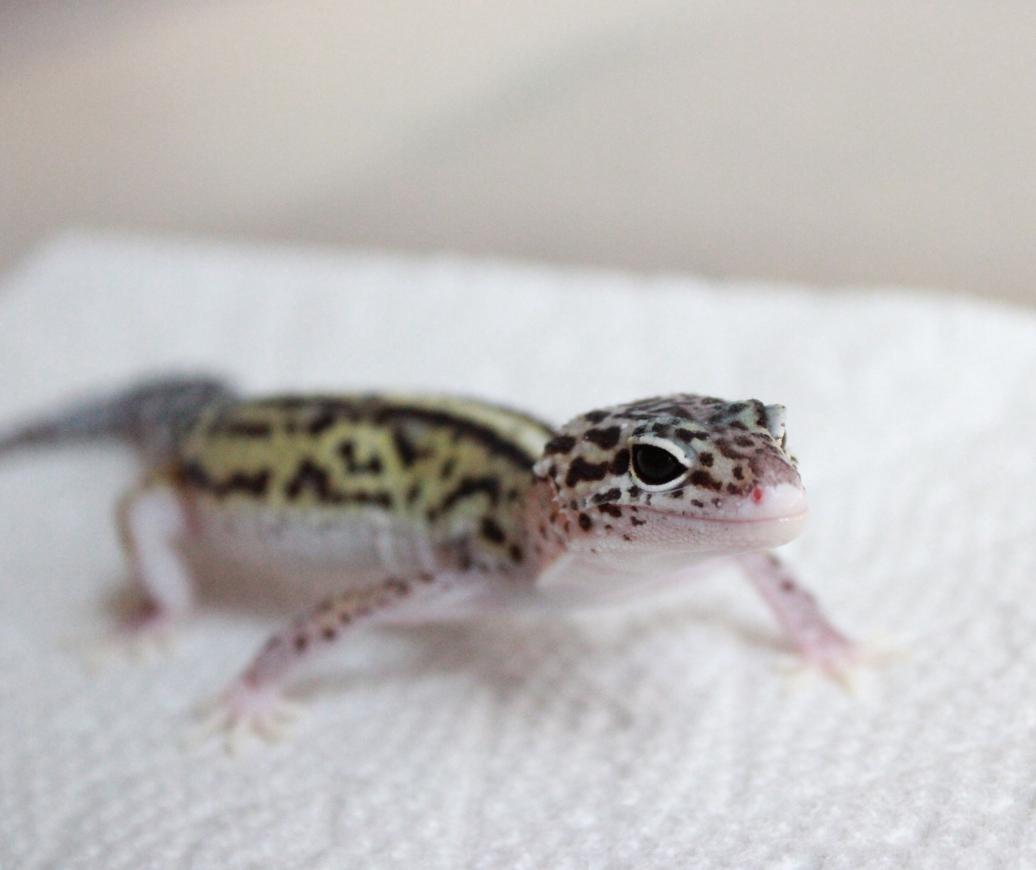 Mack Snow Eclipse Leopard Gecko by Interstellar Geckos - MorphMarket
