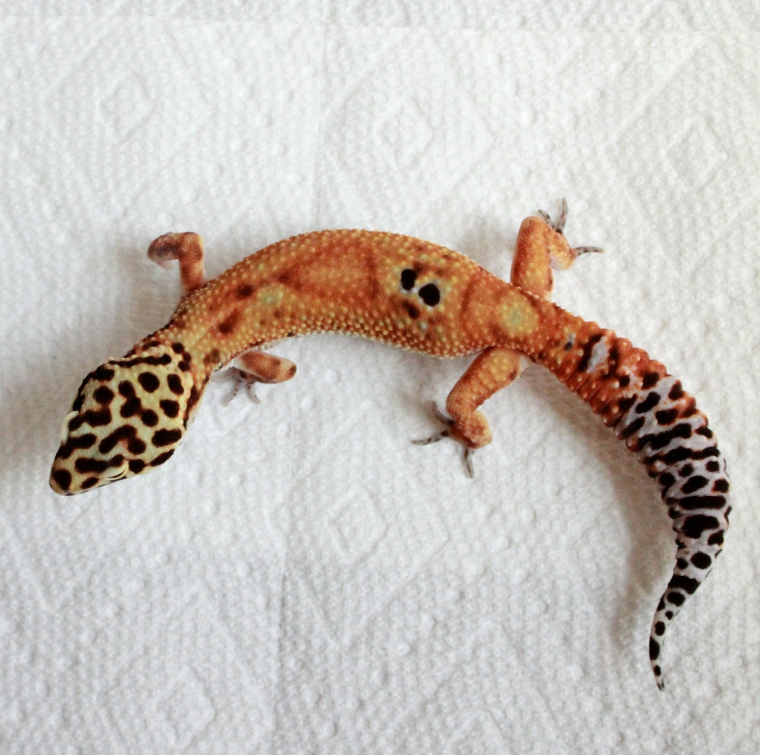 Clown Cross Leopard Gecko by Interstellar Geckos - MorphMarket