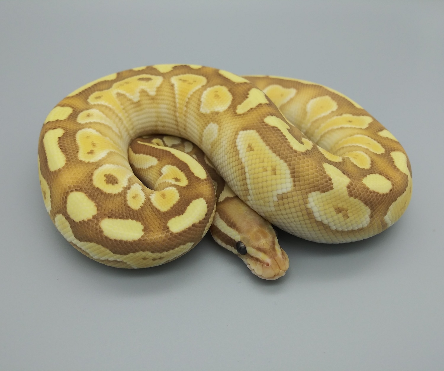 Banana Pastel Lesser Ball Python by Smyachi's Ratties N Royals ...