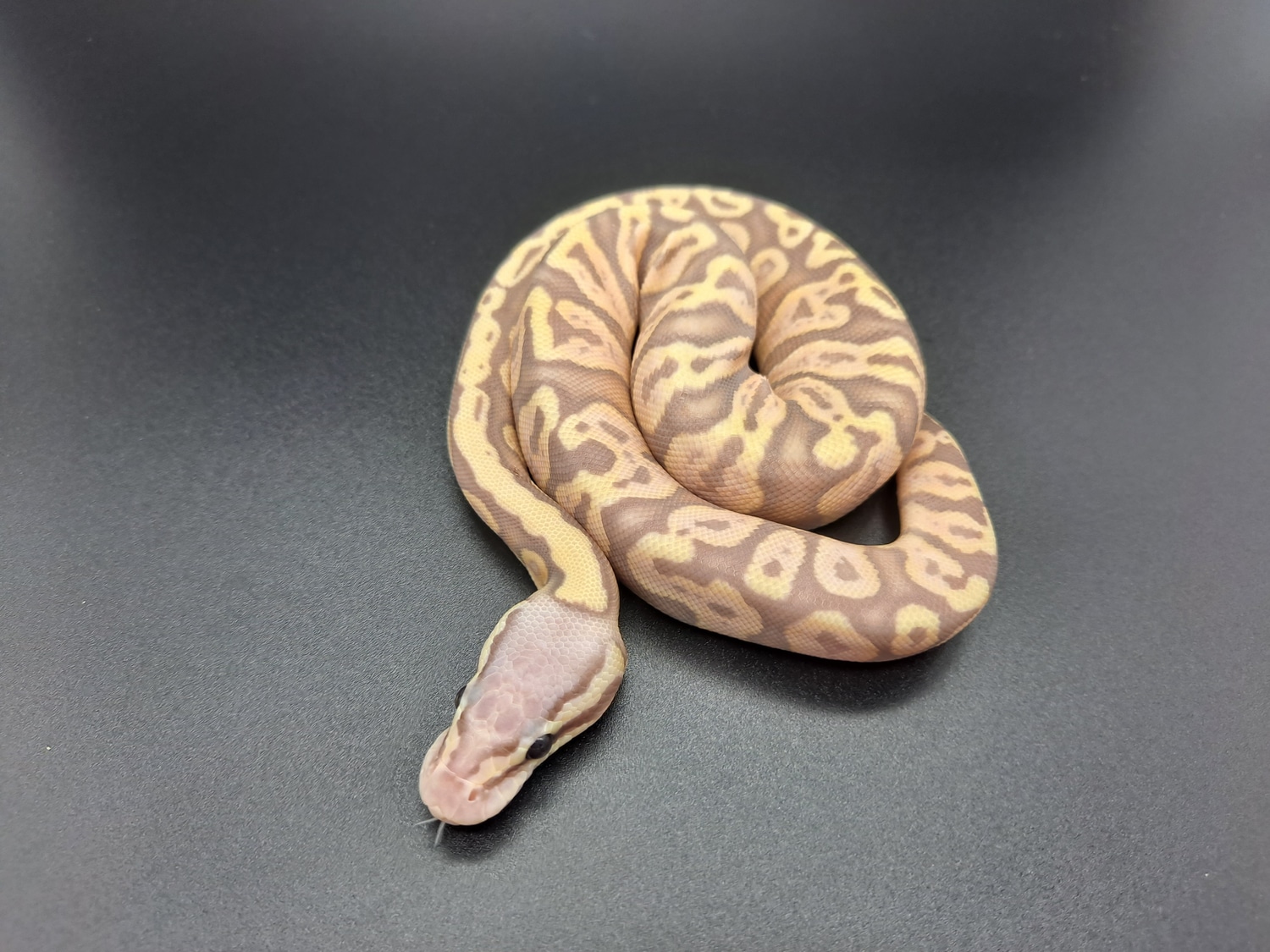 Banana GHI Firefly Ball Python by Smyachi's Ratties N Royals - MorphMarket