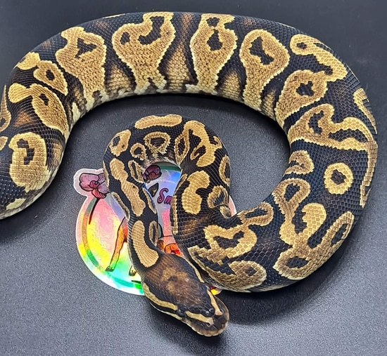 Yellow Belly Het Ghost Ball Python by Smyachi's Royals