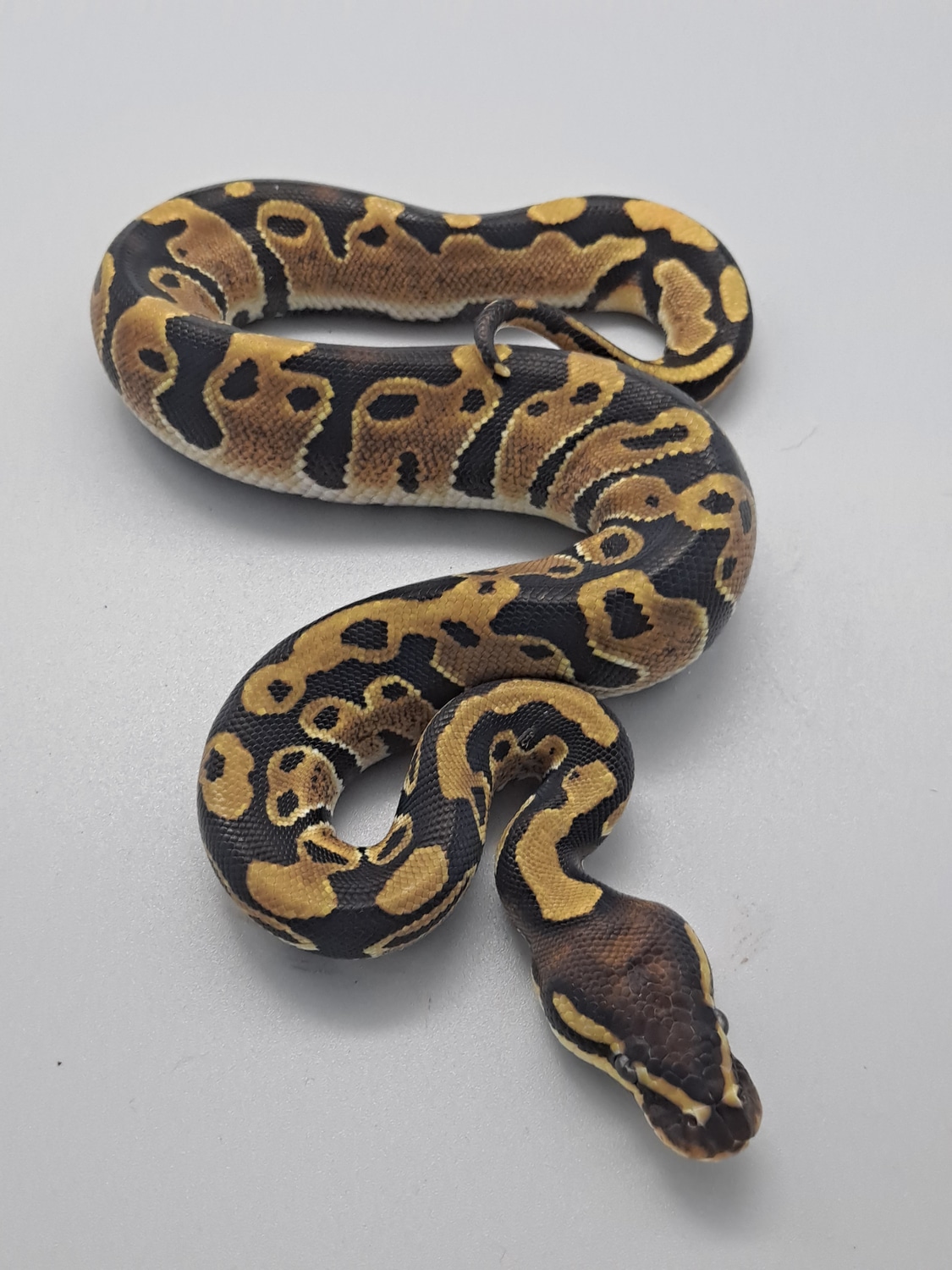 Beautiful Het Pied Girl. Awesome Markers! Ball Python by Smyachi's ...
