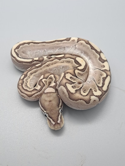 Bamboo Leopard Poss Het Piebald Ball Python by Smyachi's Royals