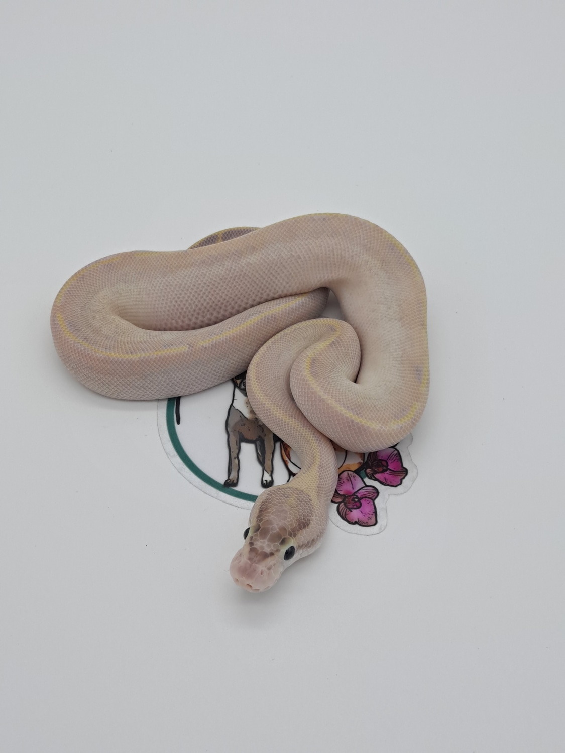 Ivory Ball Python by Smyachi's Ratties N Royals - MorphMarket