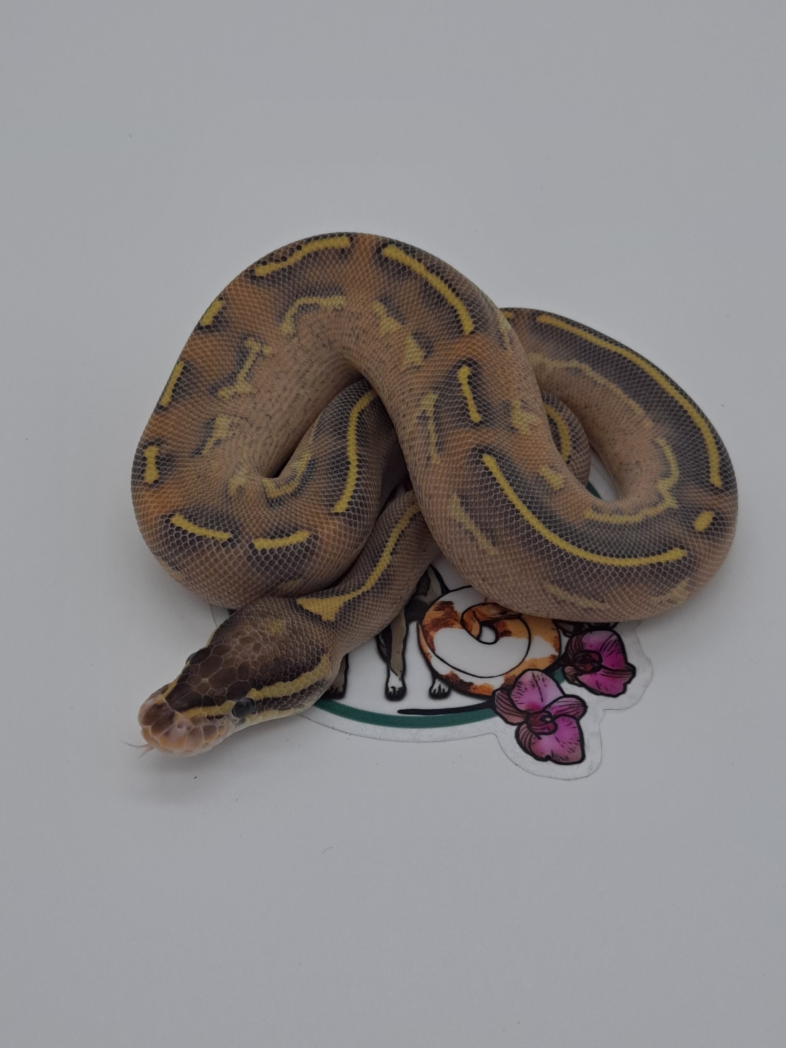 Highway Ball Python by Smyachi's Ratties N Royals - MorphMarket