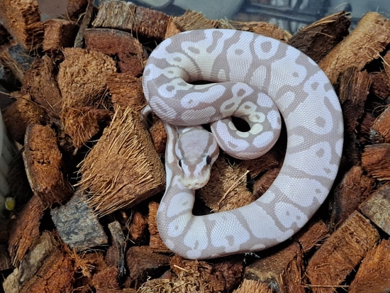 Pastel VPI Axanthic Banana Ball Python by Smyachi's Royals