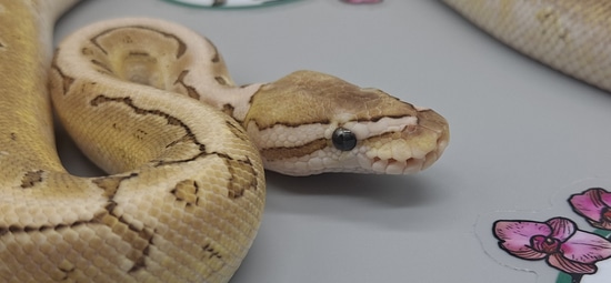 Bamboo Pinstripe Ball Python by Smyachi's Royals