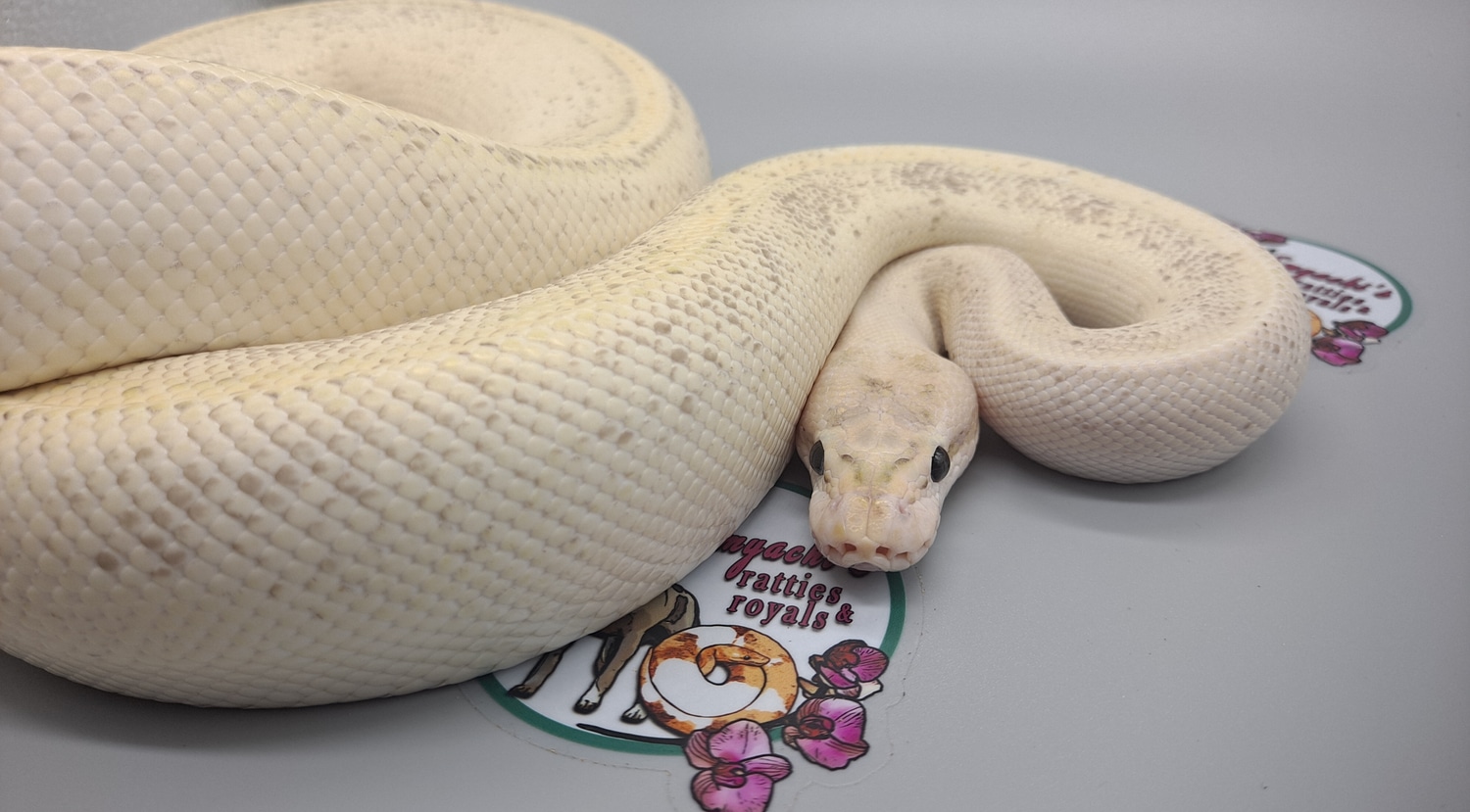 RTB Puma Ball Python by Smyachi's Ratties N Royals - MorphMarket