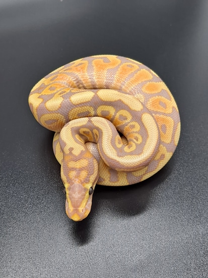 Banana Spotnose Enchi Redstripe Black Pastel (Hurricane) 50% Het Clown ...