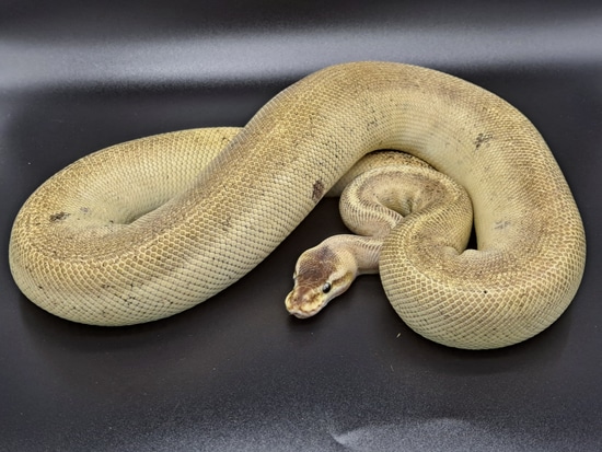 Black Pewter Lesser Cypress Ball Python by Smyachi's Royals