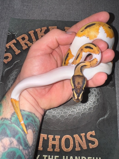 Orange Dream Pied 50% Het Hypo Ball Python by Strike Force Pythons