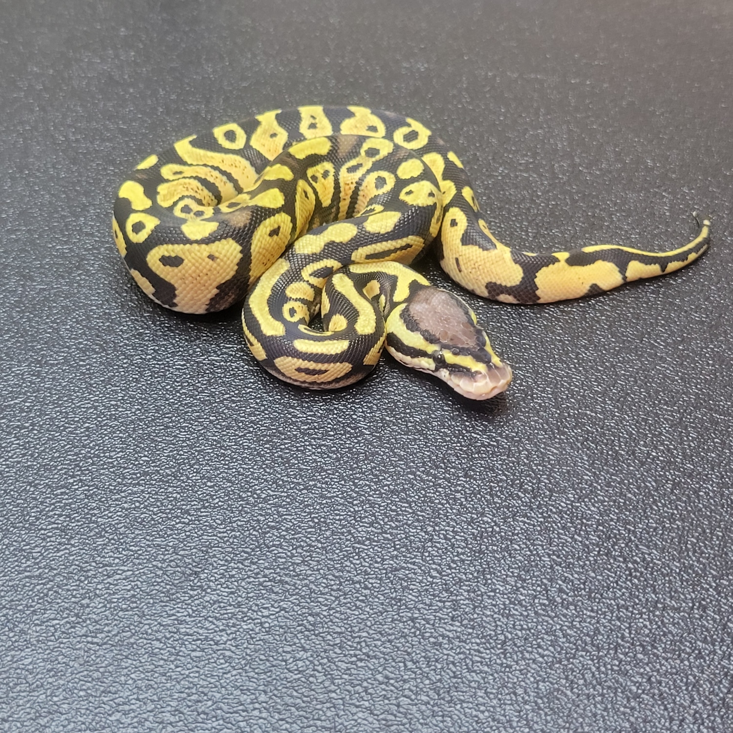 Firefly Yellowbelly 100% Het Albino Poss Het Pied Ball Python by Snake ...