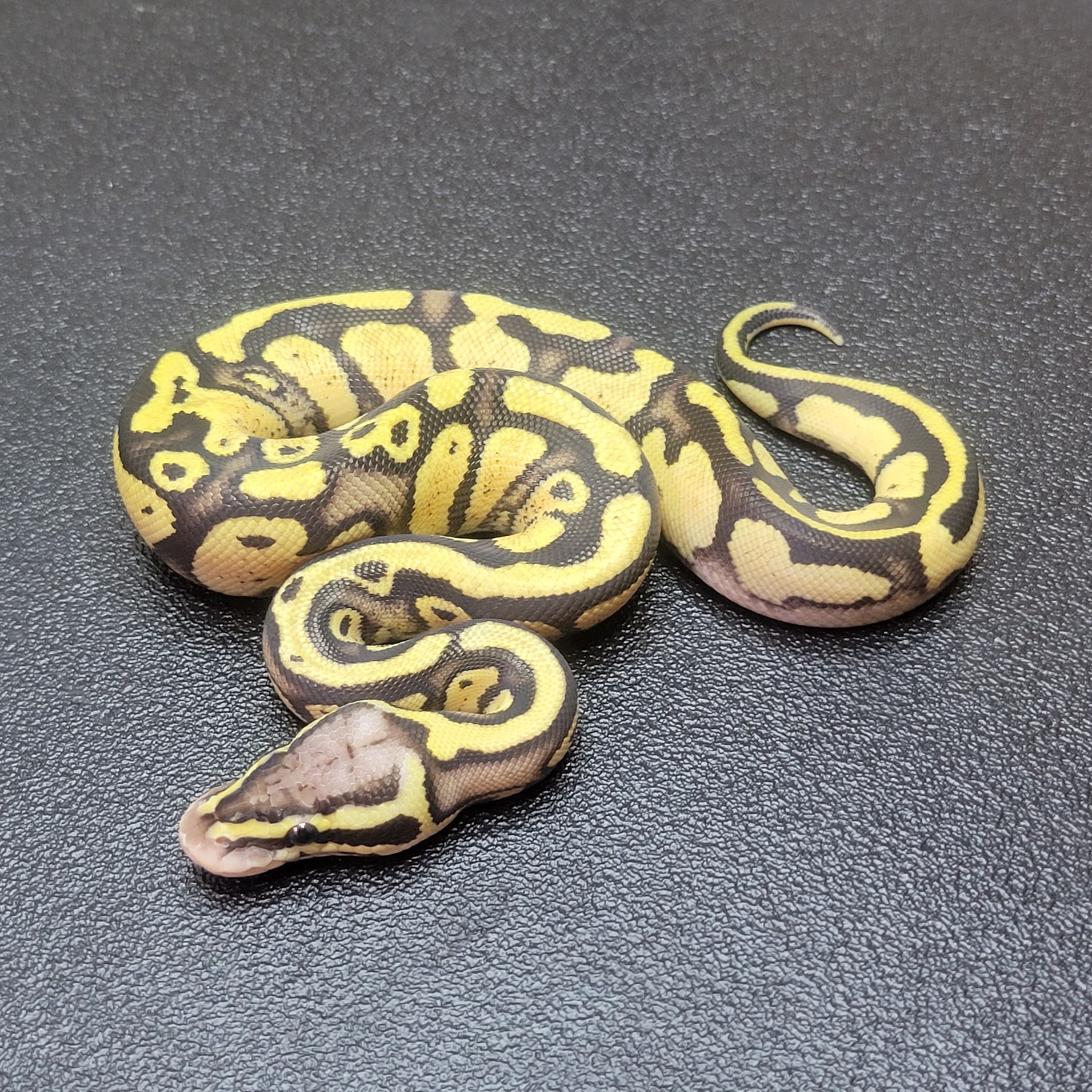 Firefly Yellowbelly GeneX 100% Het Albino Poss Het Pied Ball Python by ...