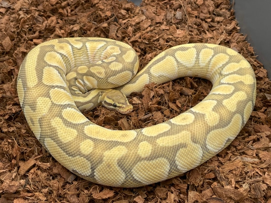 Pastel Enchi OD Mojave Hypo Ball Python by Snake Daddy Exotics