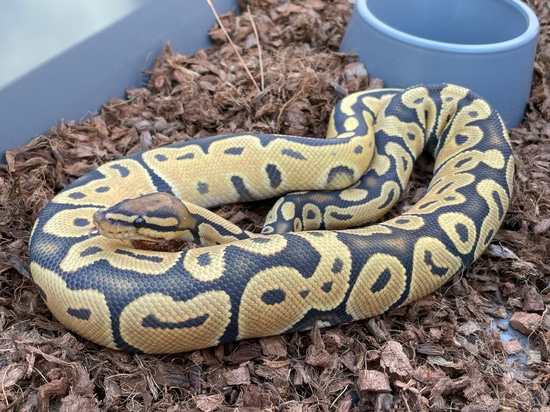 OD Hypo Ball Python by Snake Daddy Exotics