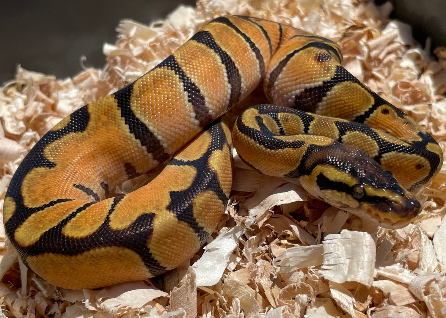 Orange Dream Enchi 66% Het Hypo Ball Python by Snake Daddy Exotics ...
