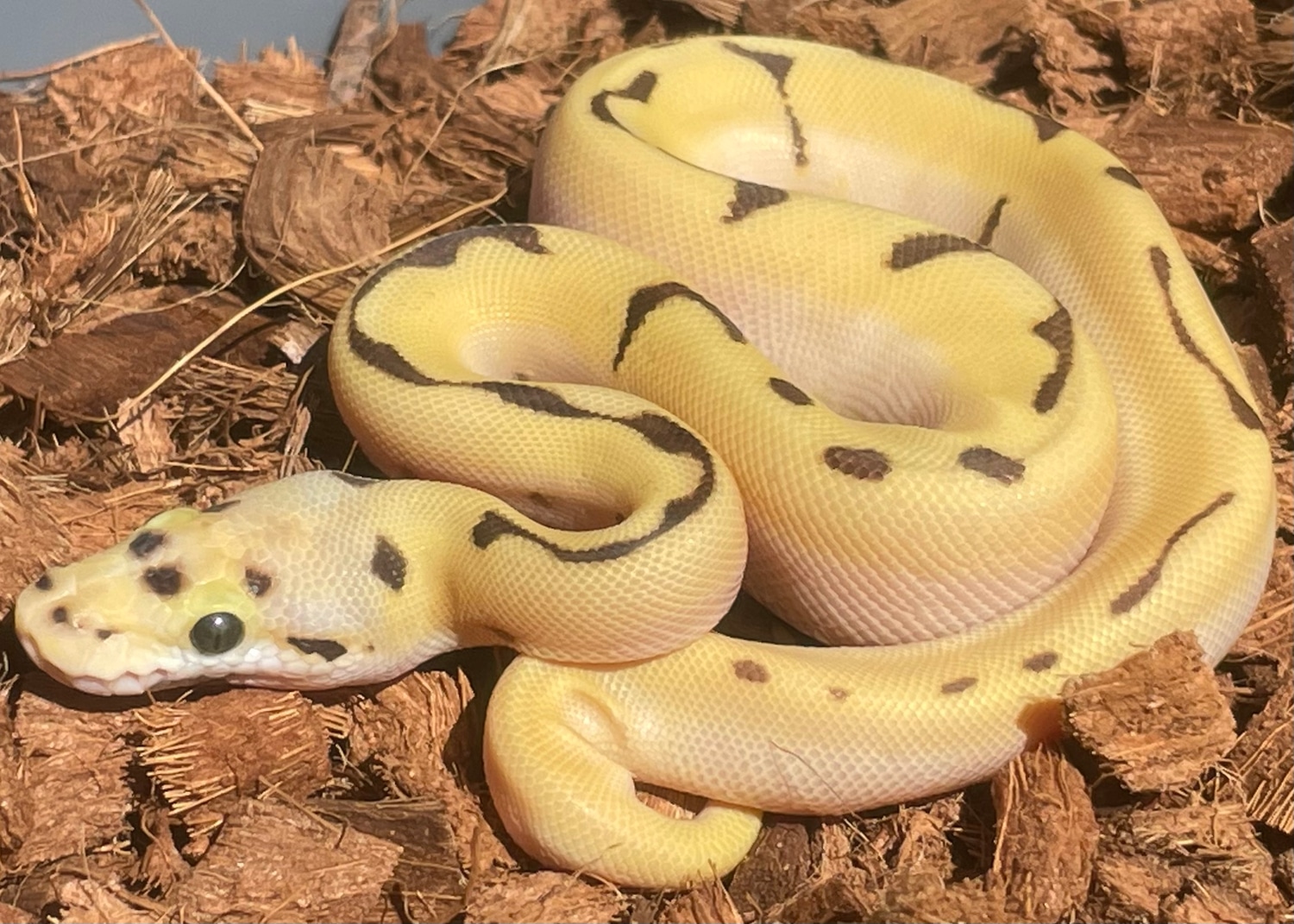 Super Orange Dream Enchi Fire Spider 66% Het Hypo Ball Python by Snake ...