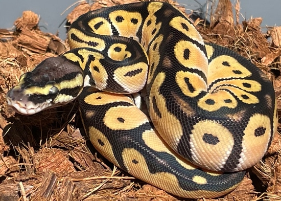 Super Orange Dream Fire Pastel 66% Het Hypo Ball Python by Snake Daddy Exotics