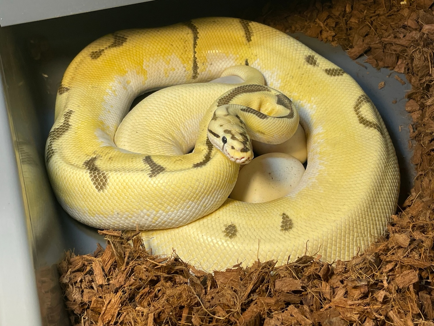 Ball Python Clutch: 23-PEODAhh-SODEFShh-01 by Snake Daddy Exotics - MorphMarket