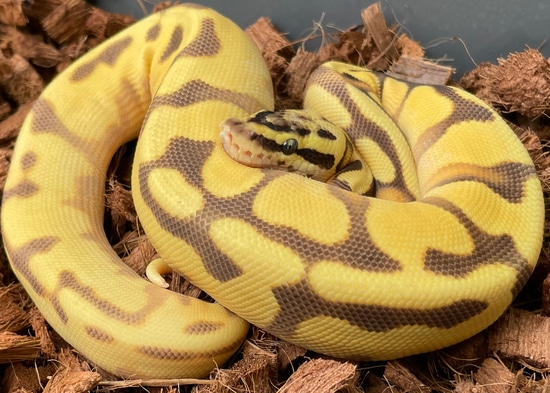 Asphalt OD (Pos Super) Enchi Fire Pastel 66% Het Hypo Ball Python by Snake Daddy Exotics