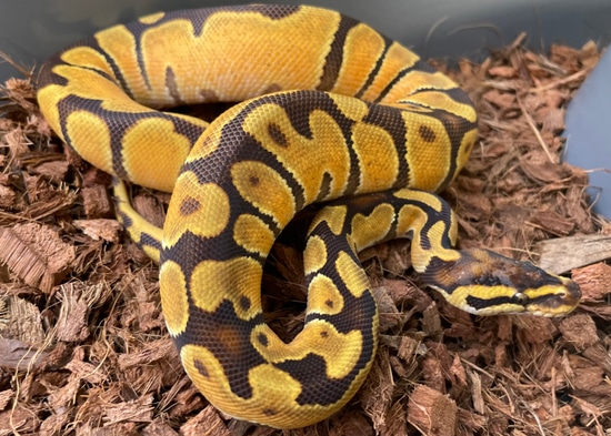 Orange Dream Enchi 66% Het Hypo Ball Python by Snake Daddy Exotics