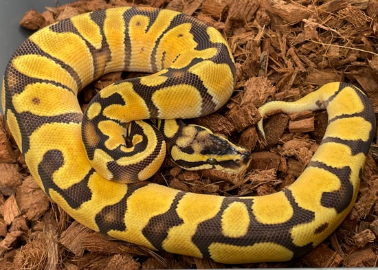 Orange Dream Enchi Pastel 66% Het Hypo Ball Python by Snake Daddy Exotics