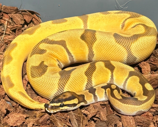 Super Orange Dream Enchi 66% Het Hypo Ball Python by Snake Daddy Exotics