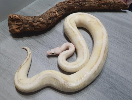 Pastel Puma Ball Python by Snake-Lady