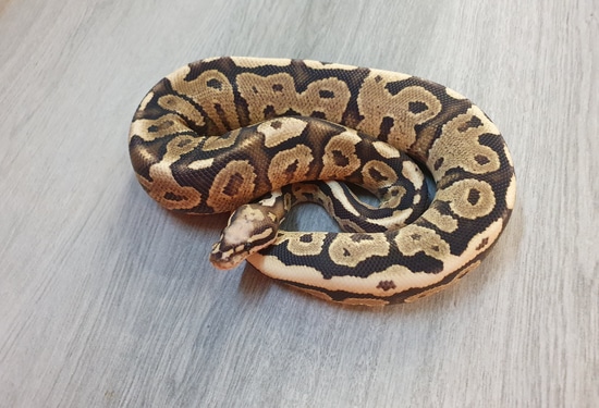 Super Vanilla Pos Yellow Belly Ball Python by Snake-Lady