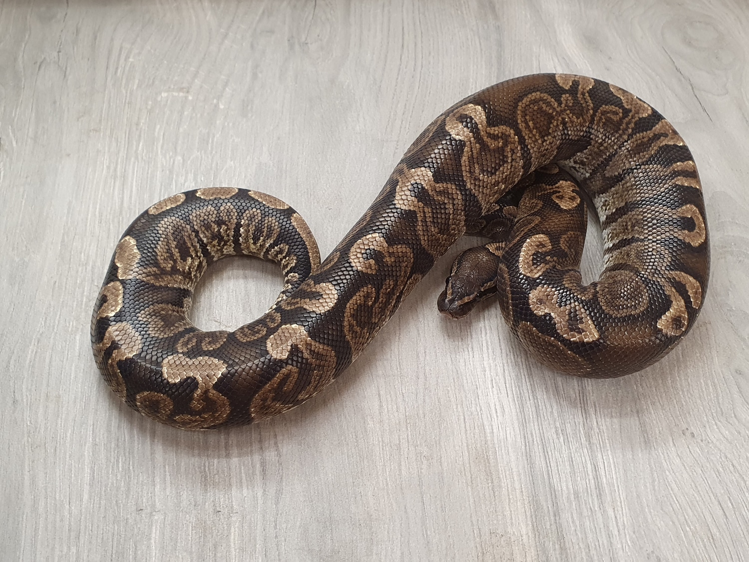 Ghi 100 % Het Desert Ghost Ball Python by Snake-Lady - MorphMarket